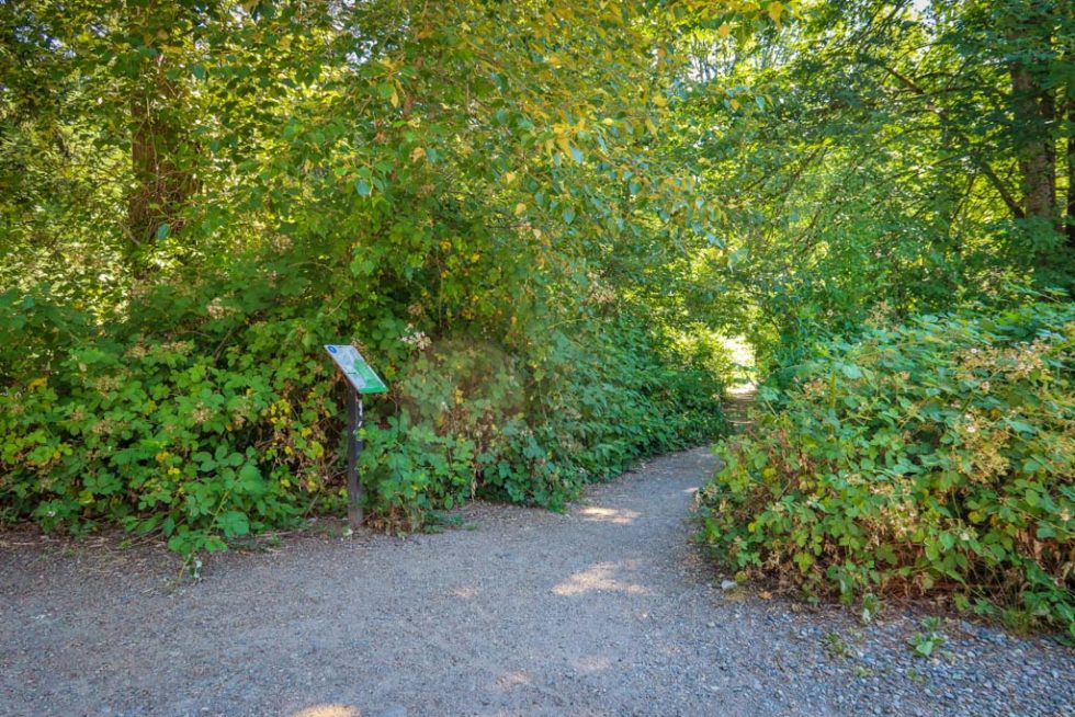 Poo Poo Point Trail: How to Hike the High School and Chirico Trails