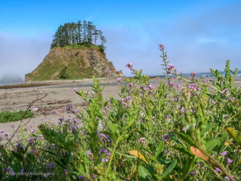 Ozette Triangle Loop Trail: Easy Backpacking in Olympic National Park ...