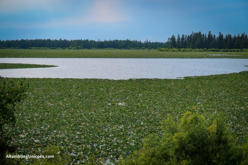Ashton-Flagg Ranch Road: A Long and Bumpy Road to Grand Tetons - A ...