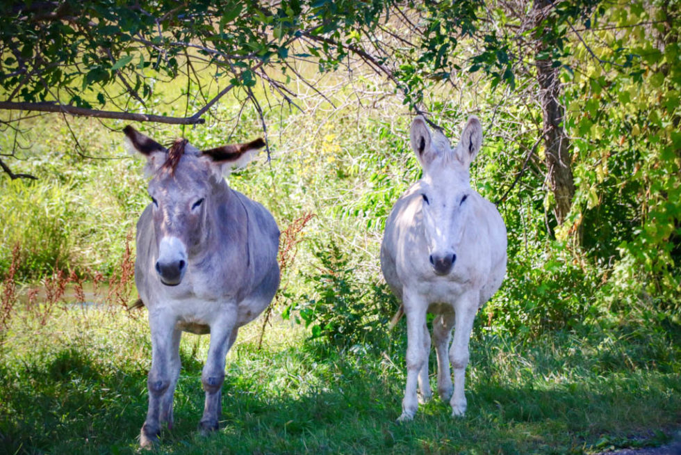 Custer State Park Wildlife Loop: How to See Amazing Wildlife