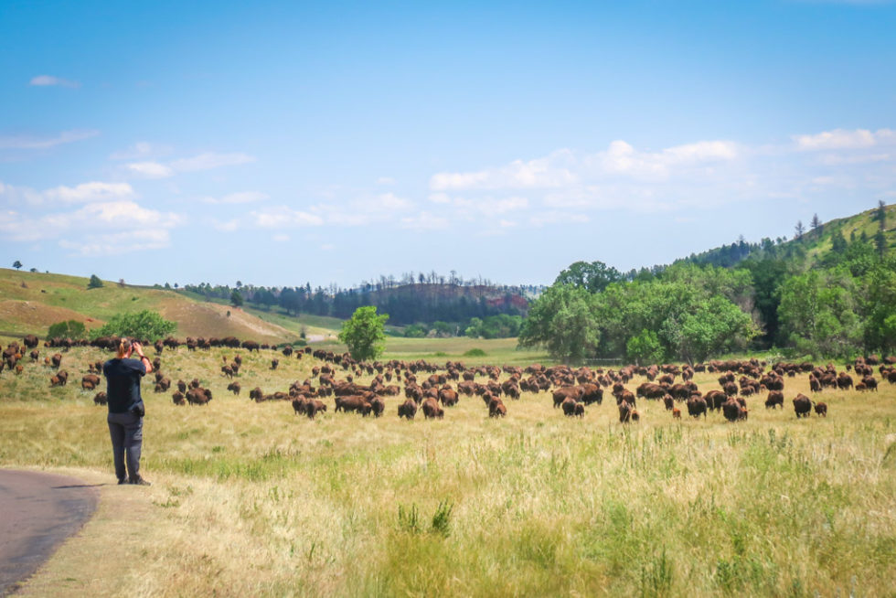 Custer State Park Wildlife Loop: How to See Amazing Wildlife