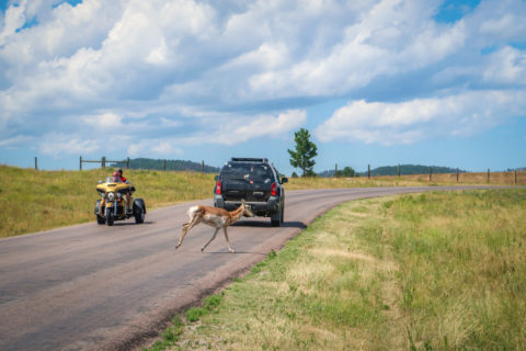 Custer State Park Wildlife Loop: How to See Amazing Wildlife