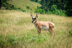 Custer State Park Wildlife Loop: How to See Amazing Wildlife