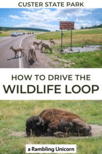 Custer State Park Wildlife Loop: How to See Amazing Wildlife