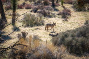 15 Best Hikes in Joshua Tree - Plus Maps and Expert Tips (for 2022!)