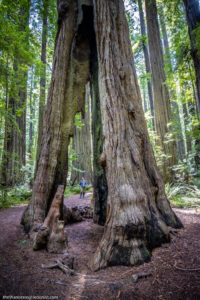 Avenue of the Giants Auto Tour: A Scenic Drive among the Redwoods