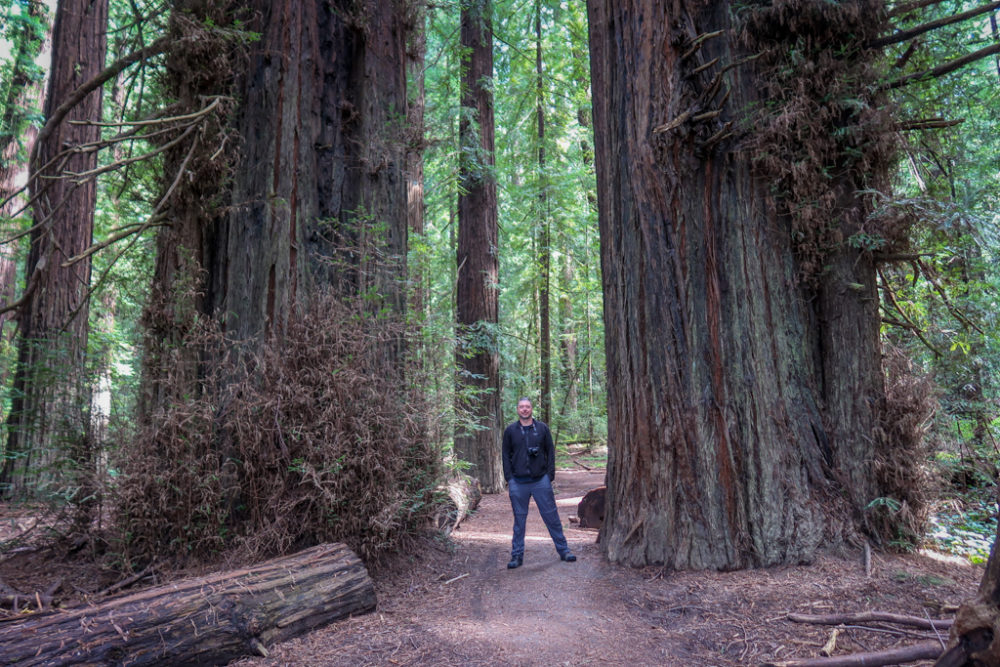 Avenue of the Giants Auto Tour: A Scenic Drive among the Redwoods
