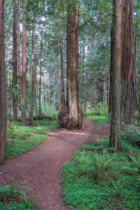 Avenue of the Giants Auto Tour: A Scenic Drive among the Redwoods