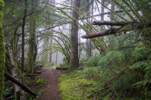 The Best Hikes in Issaquah: Exploring the Issaquah Alps - A Rambling ...