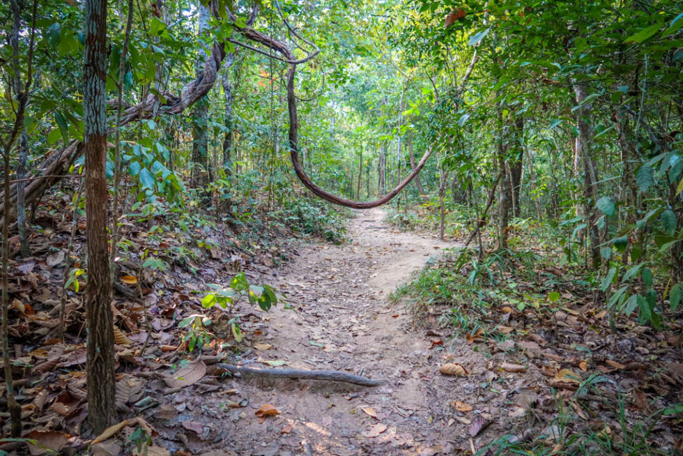 Chiang Mai Hikes: Four Easy Jungle Treks with Great Views